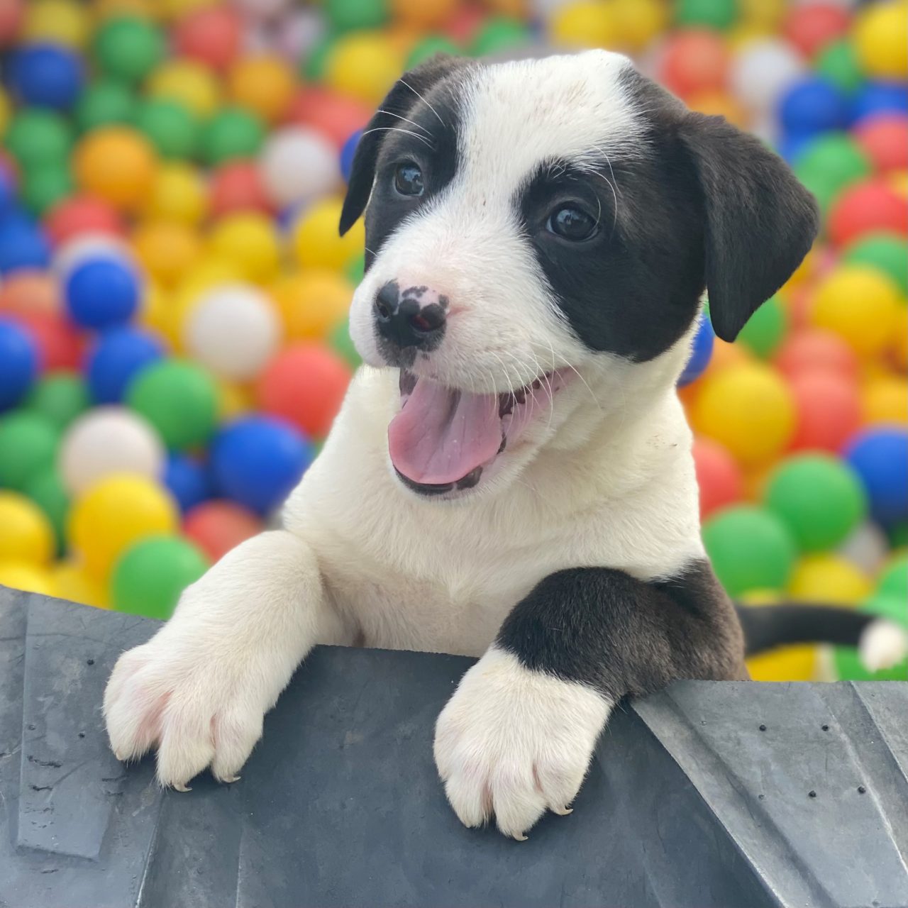 Adopt - Humane Society of Southern Wisconsin