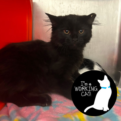 Working Cat Adoption Program - Humane Society of Southern Wisconsin