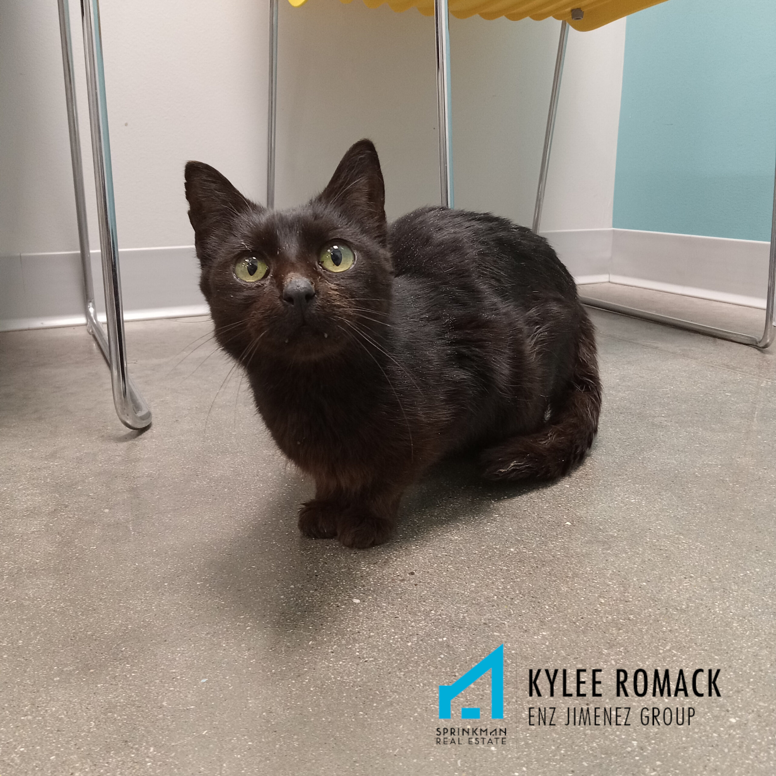 Kylee Romack, Sprinkman Real Estate - Humane Society of Southern Wisconsin