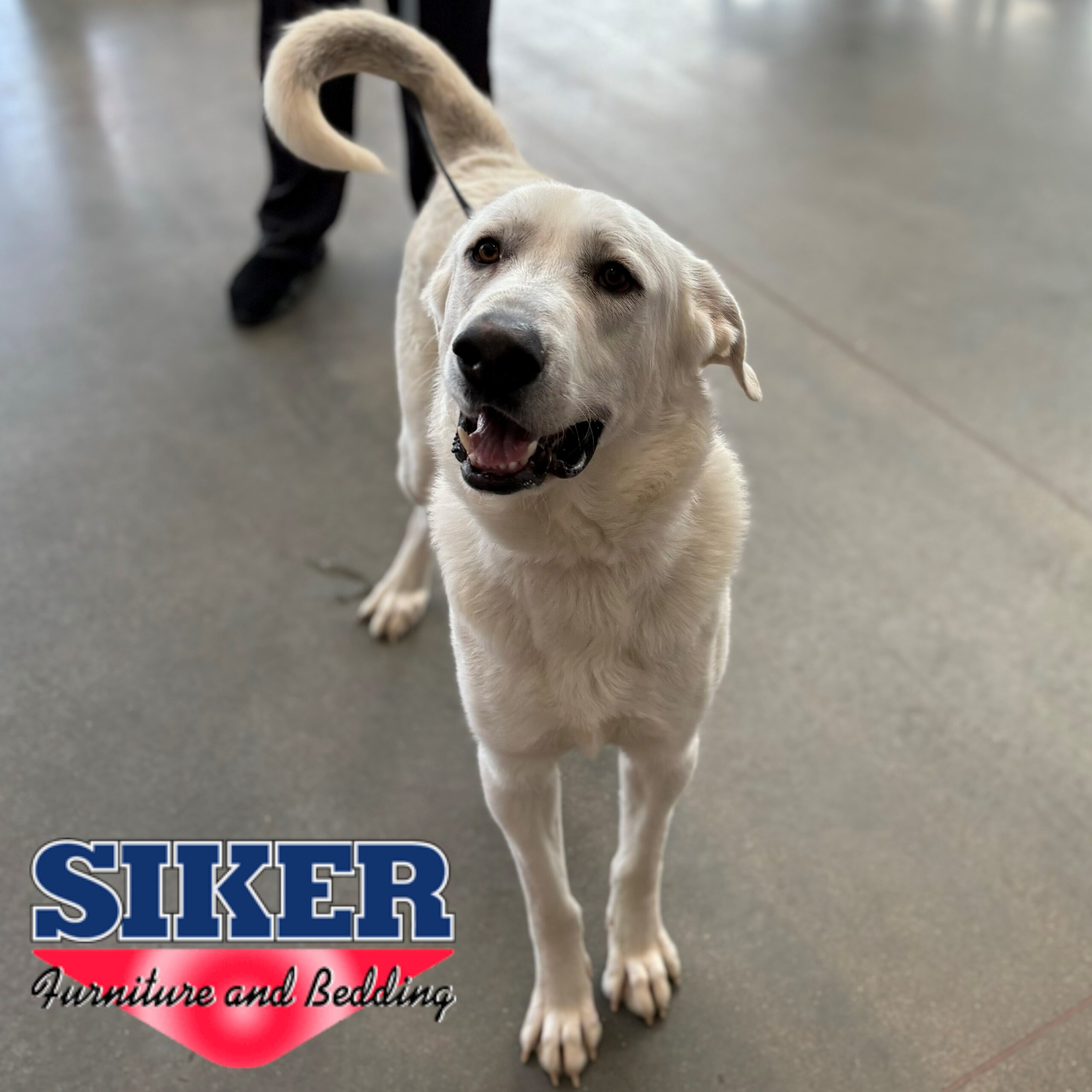 Siker Furniture - Humane Society of Southern Wisconsin