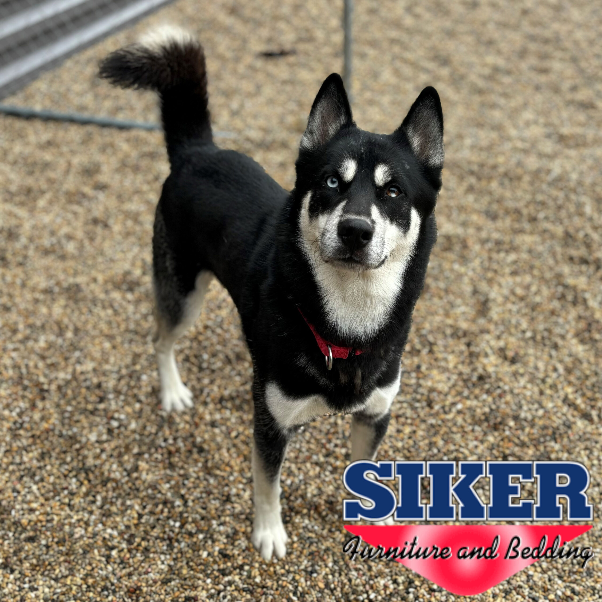Siker Furniture - Humane Society of Southern Wisconsin